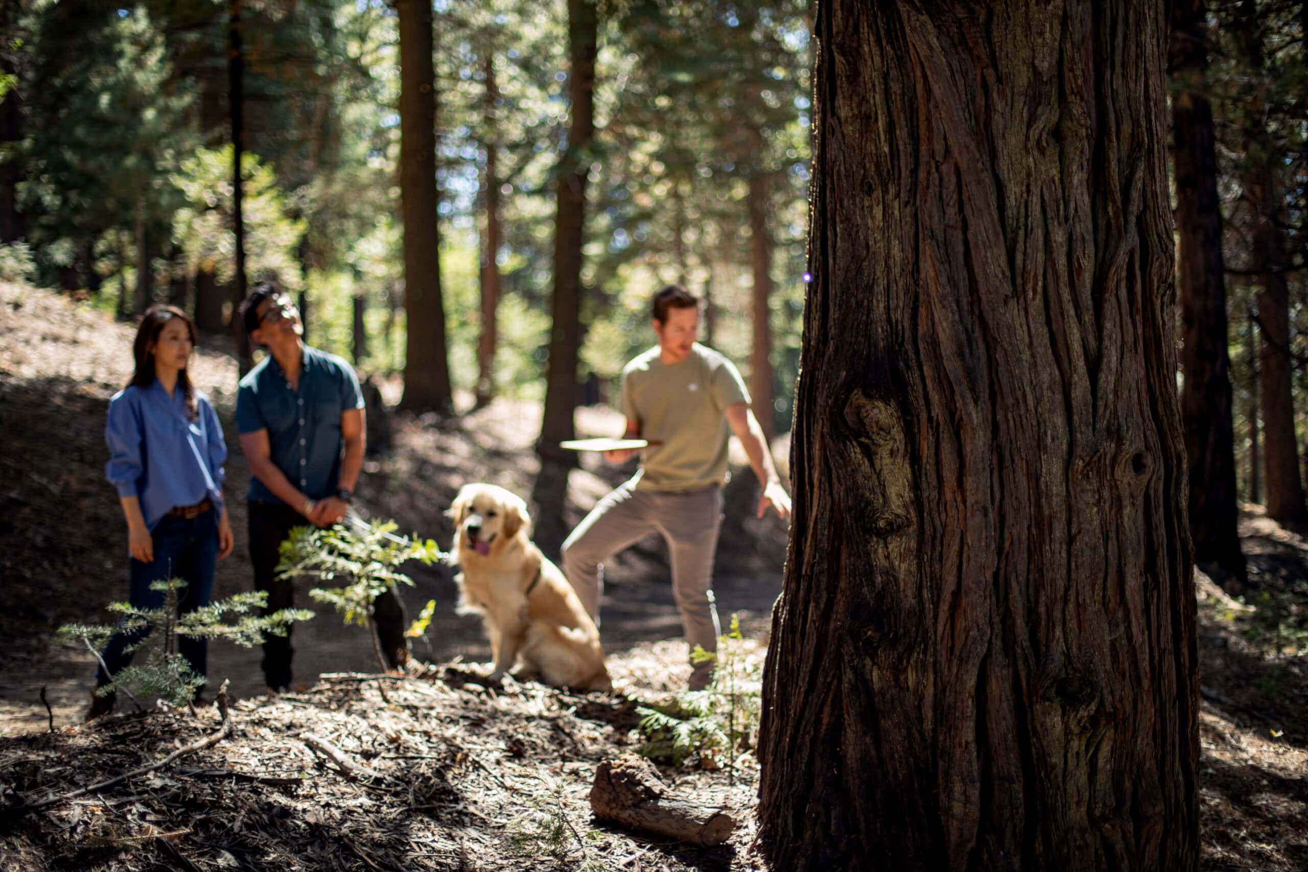 Lake Arrowhead: Top Places & Stays - Better Place Forests